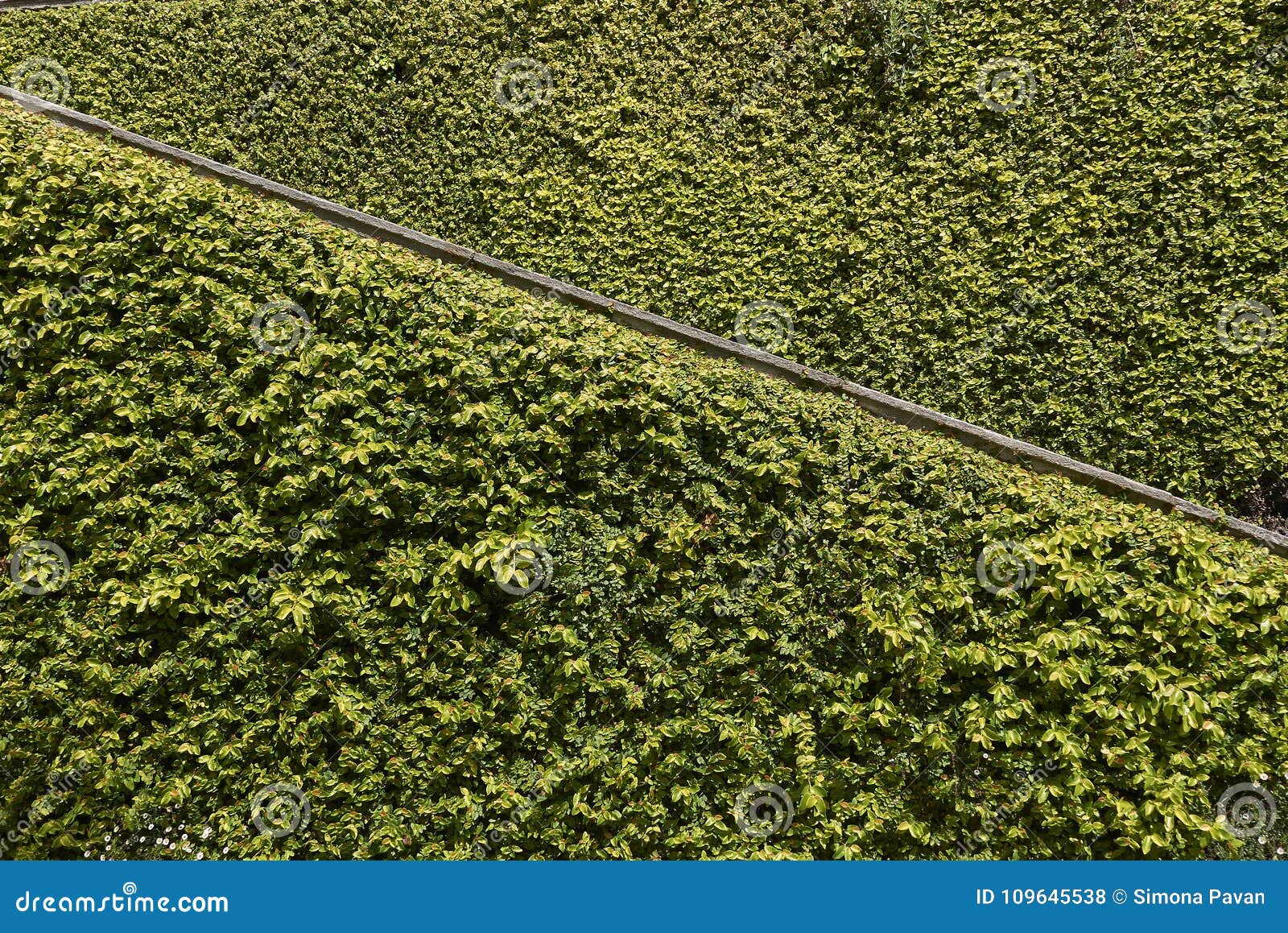 Ficus pumila on a wall stock photo. Image of close, ornamental - 109645538