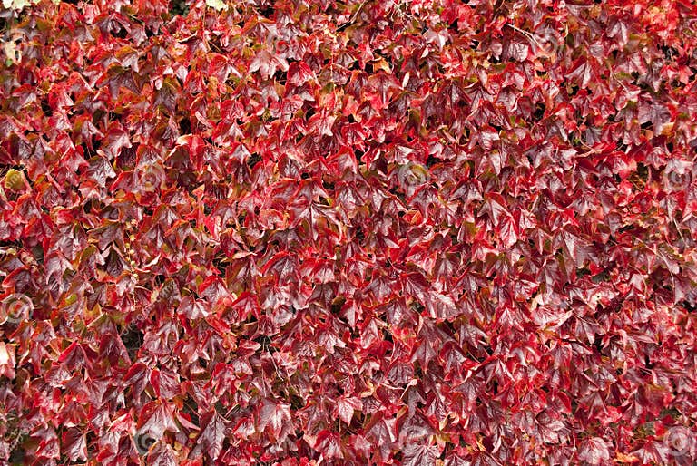 Wall Covered with Flame Red Leaves Stock Photo - Image of nature, tree ...