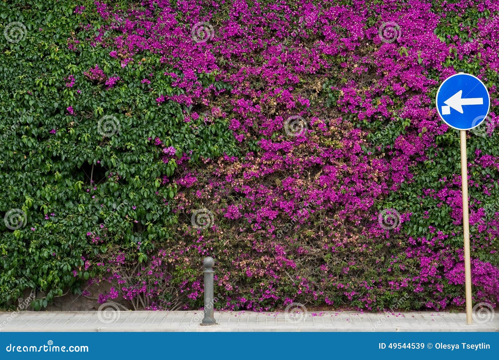 Wall Covered with Flowers and a Sign Indicating the Direction of Stock ...