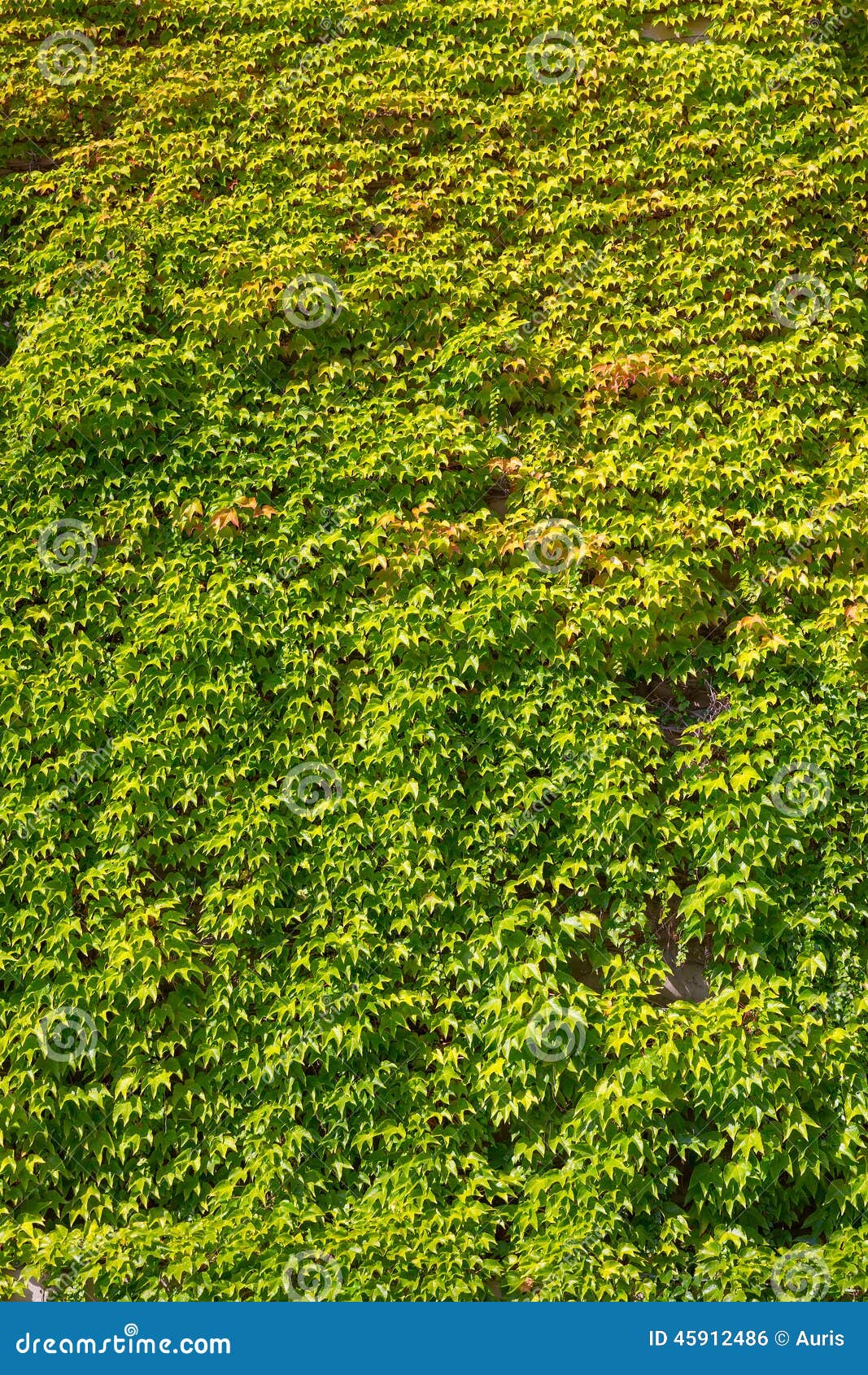 Wall Covered by Green Foliage Stock Photo - Image of environment, color ...