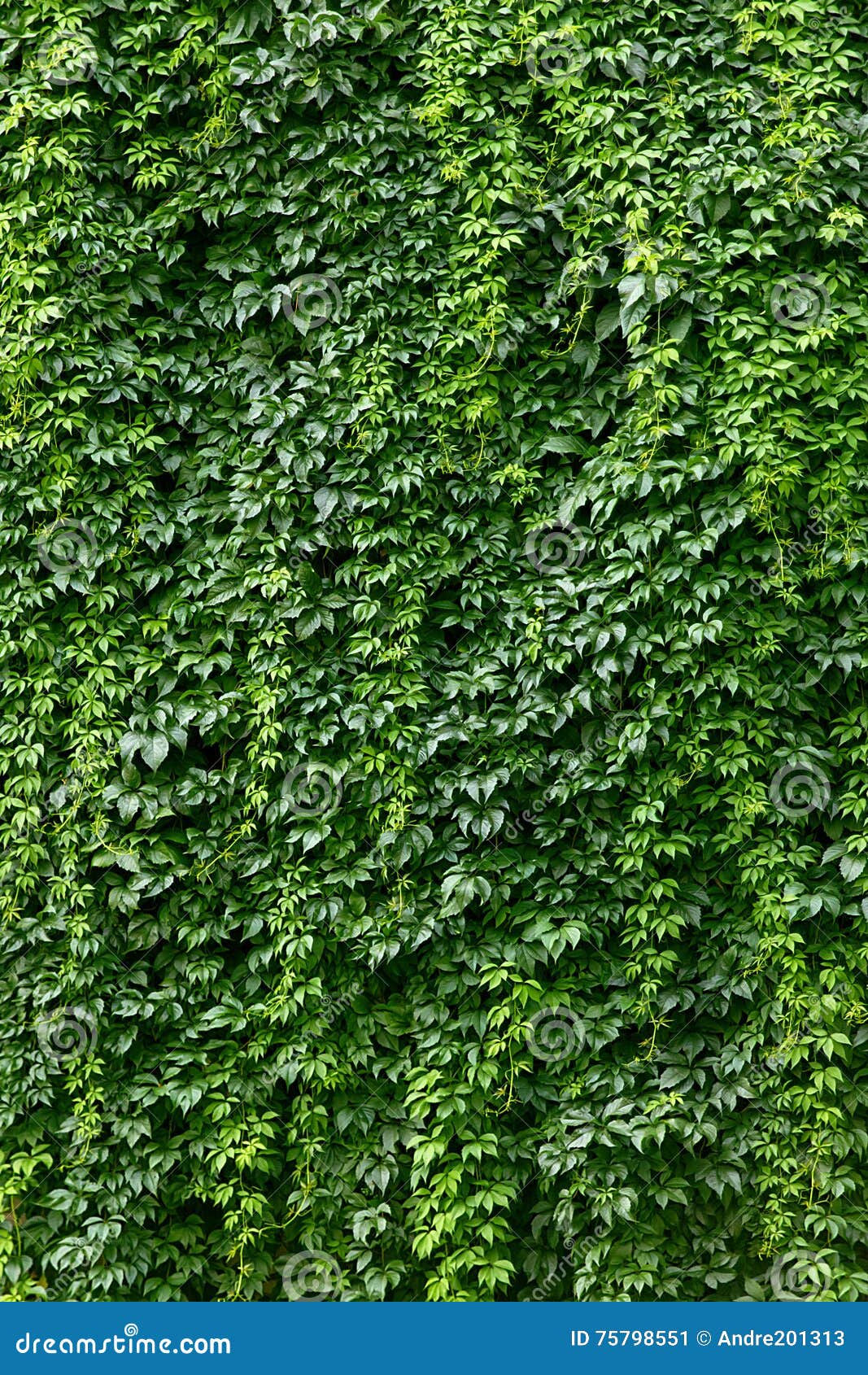 Wall covered with vines stock image. Image of foliage - 75798551
