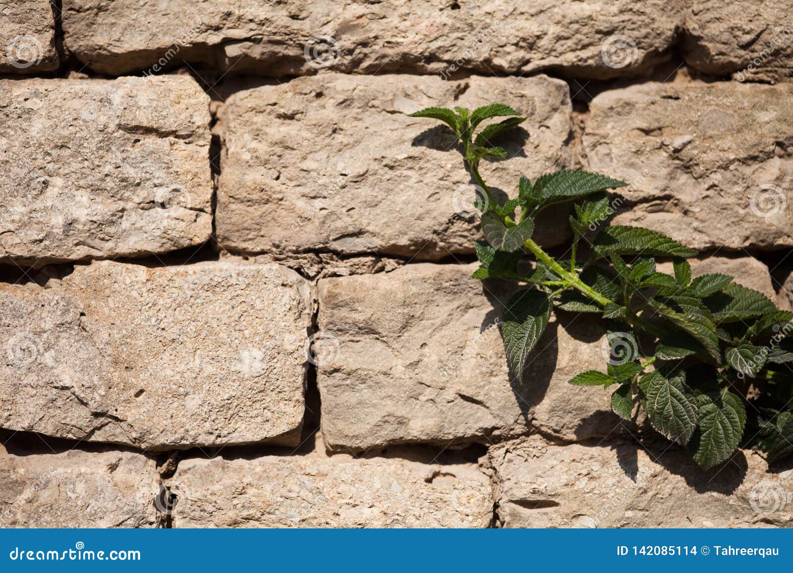 Wall creeper on stone wall stock photo. Image of stone - 142085114