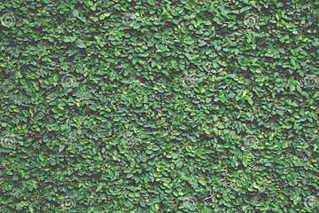 Wall of Creeping Fig Texture Background Stock Image - Image of ...