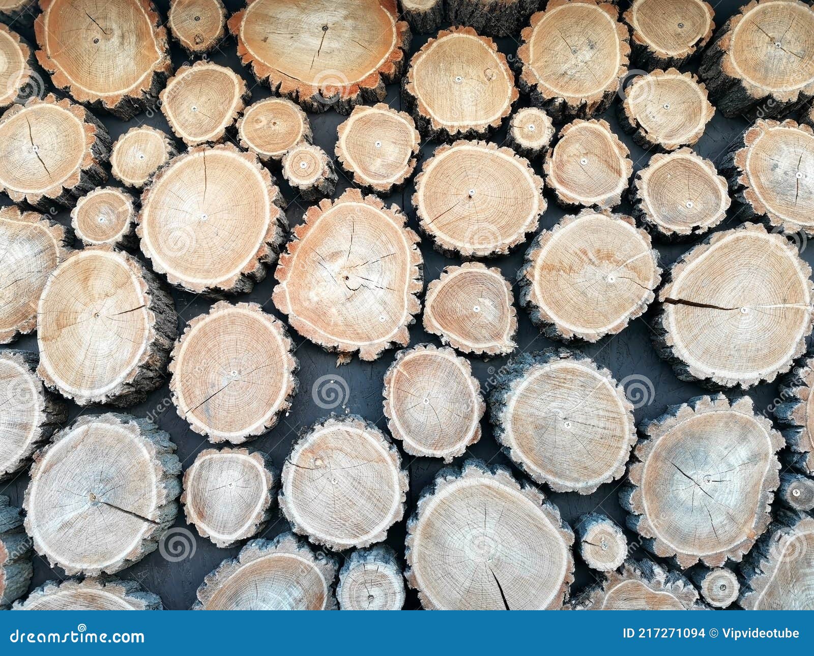Wall Decor from a Cut Tree Trunk Stock Photo - Image of floor ...