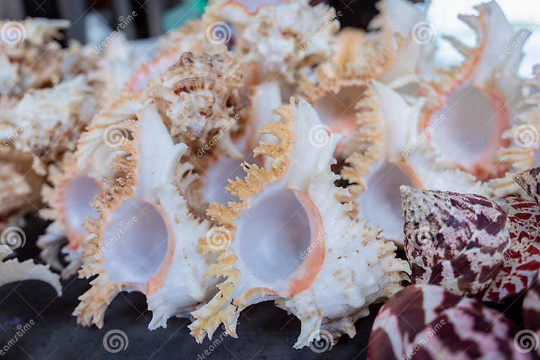 Wall Decorated with Scallop Shells in a Row. Stock Photo - Image of ...
