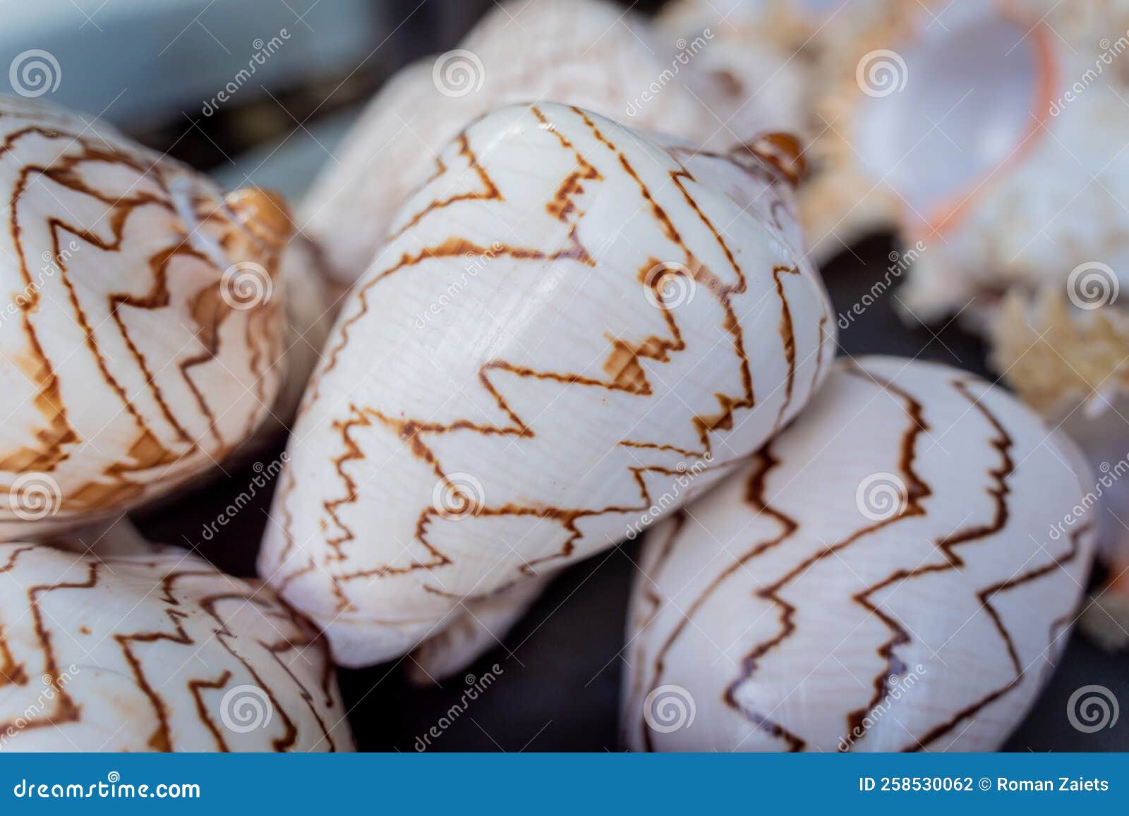 Wall Decorated with Scallop Shells in a Row. Stock Photo - Image of ...