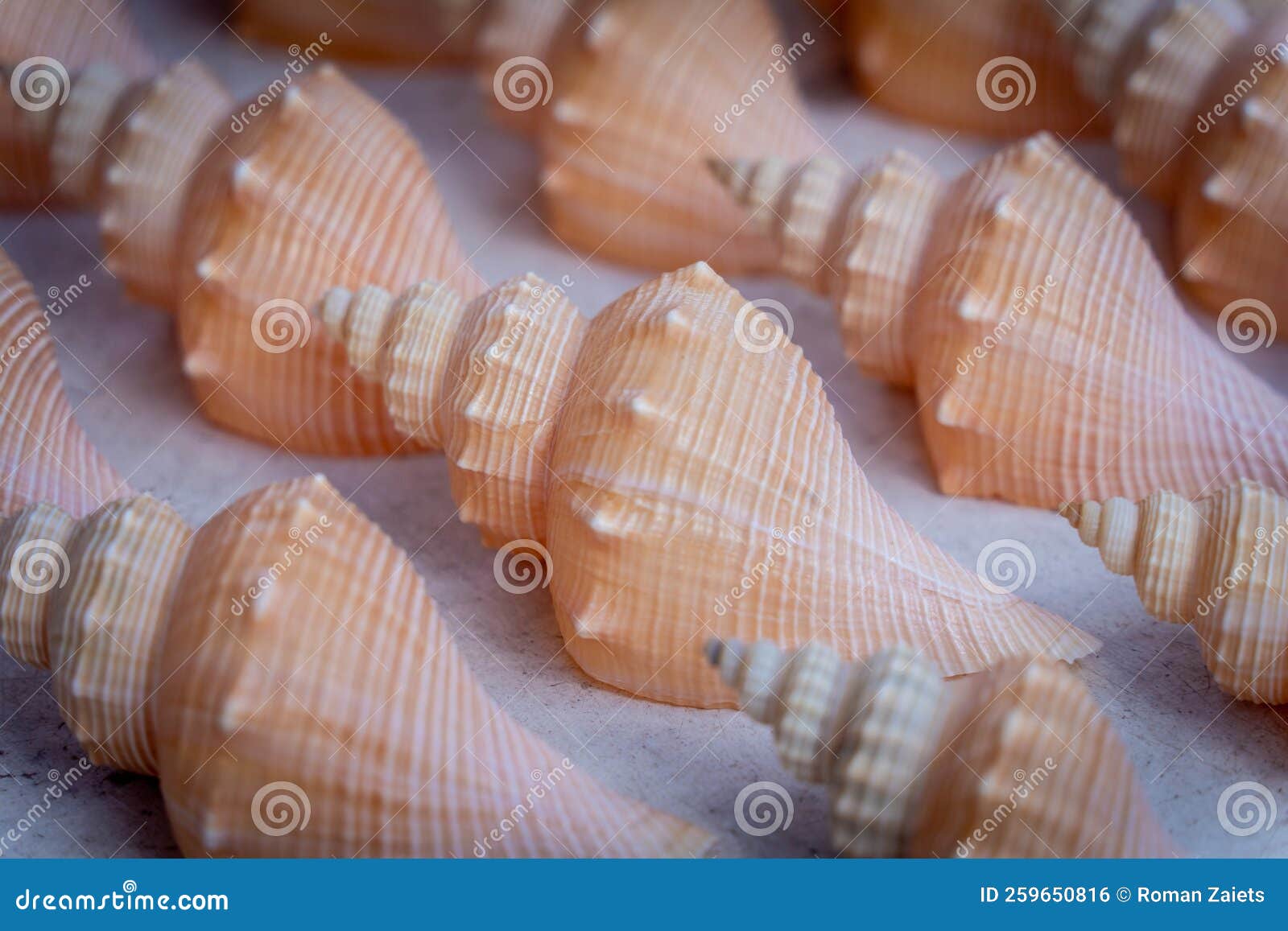 Wall Decorated with Scallop Shells in a Row. Stock Photo - Image of ...