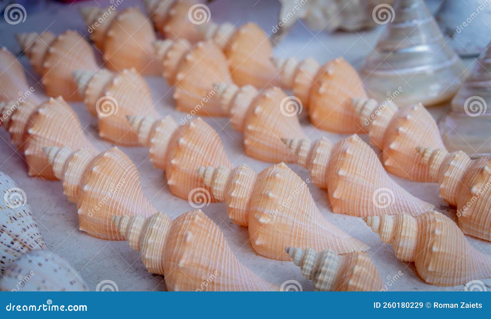 Wall Decorated with Scallop Shells in a Row. Stock Image - Image of ...