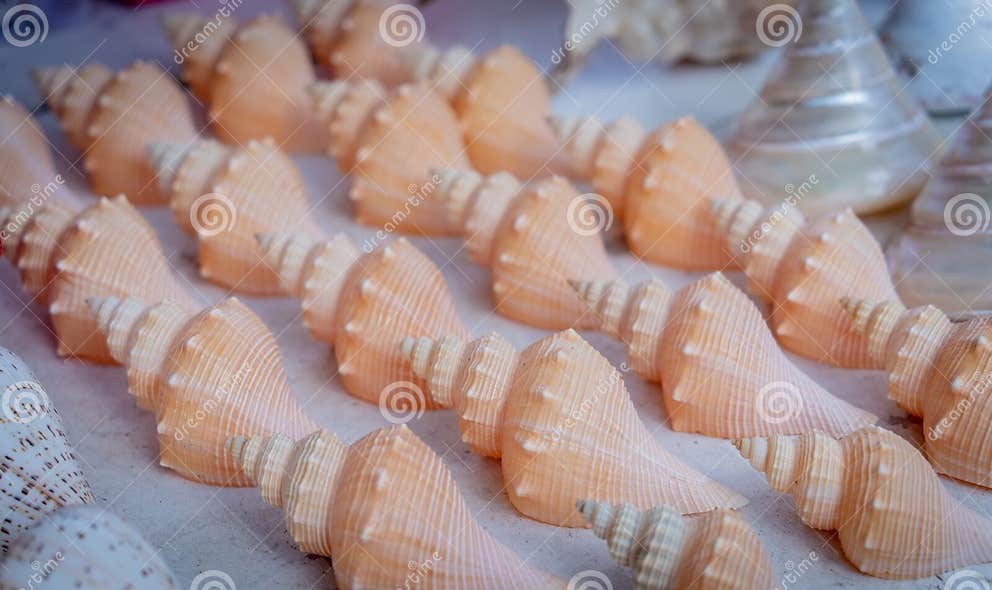 Wall Decorated with Scallop Shells in a Row. Stock Image - Image of ...