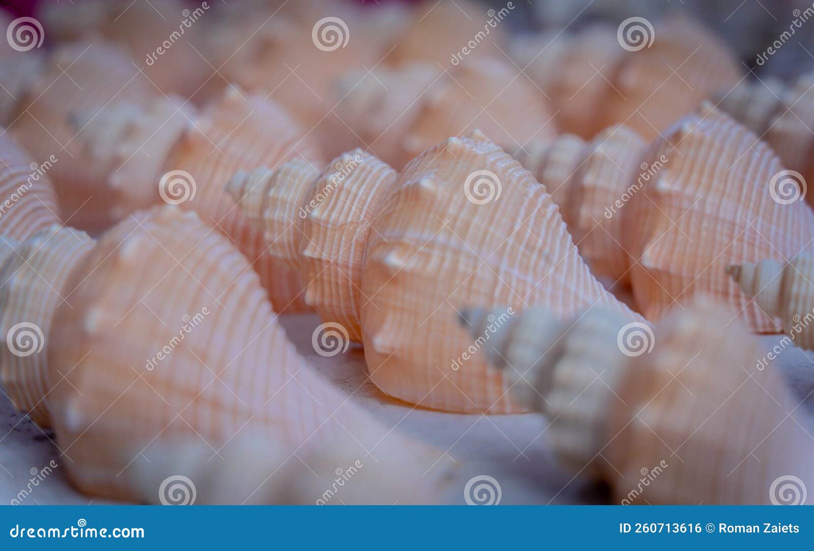 Wall Decorated with Scallop Shells in a Row. Stock Photo - Image of ...