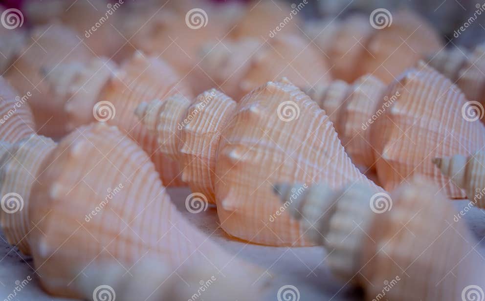 Wall Decorated with Scallop Shells in a Row. Stock Photo - Image of ...