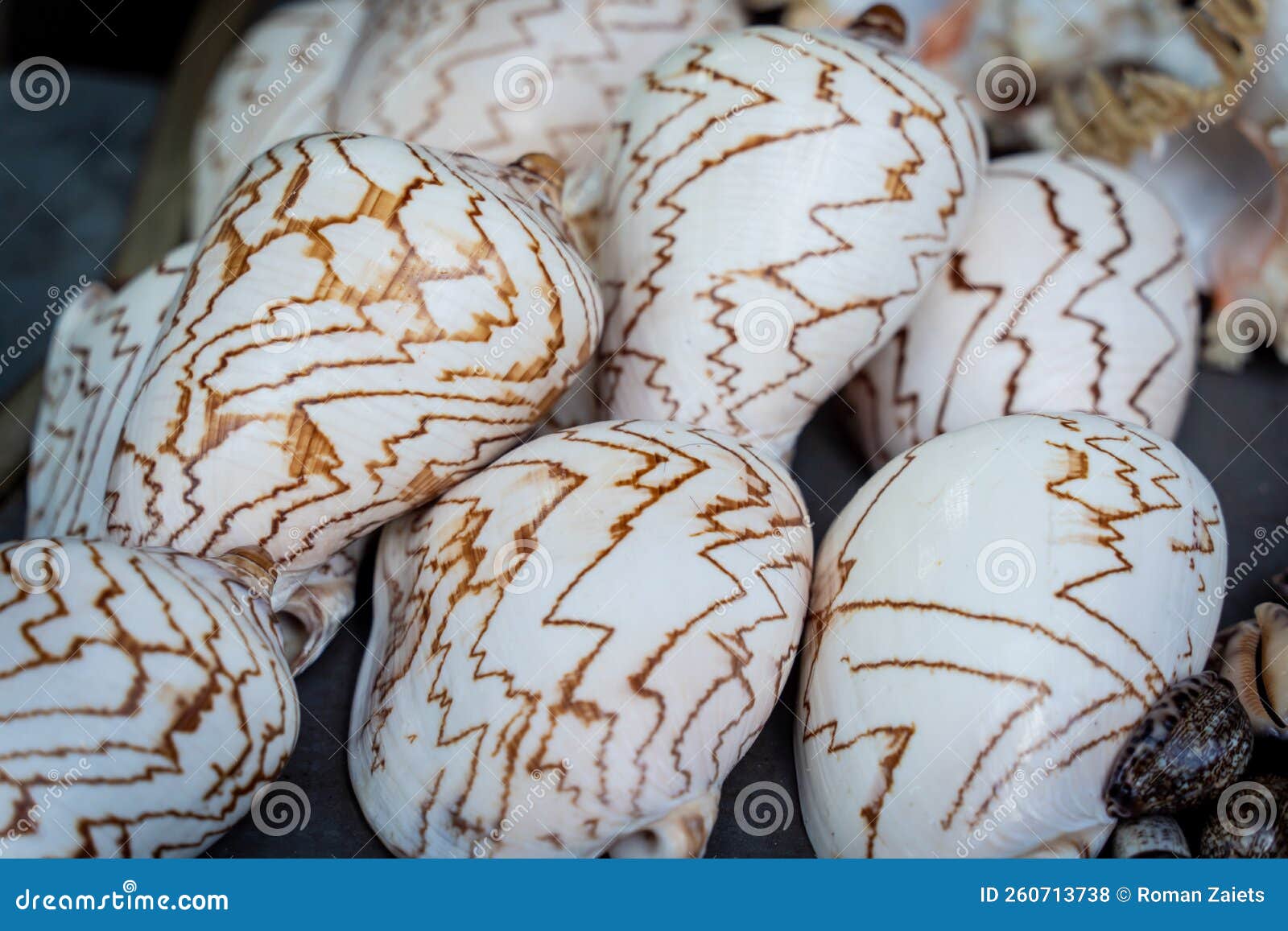 Wall Decorated with Scallop Shells in a Row. Stock Photo - Image of ...
