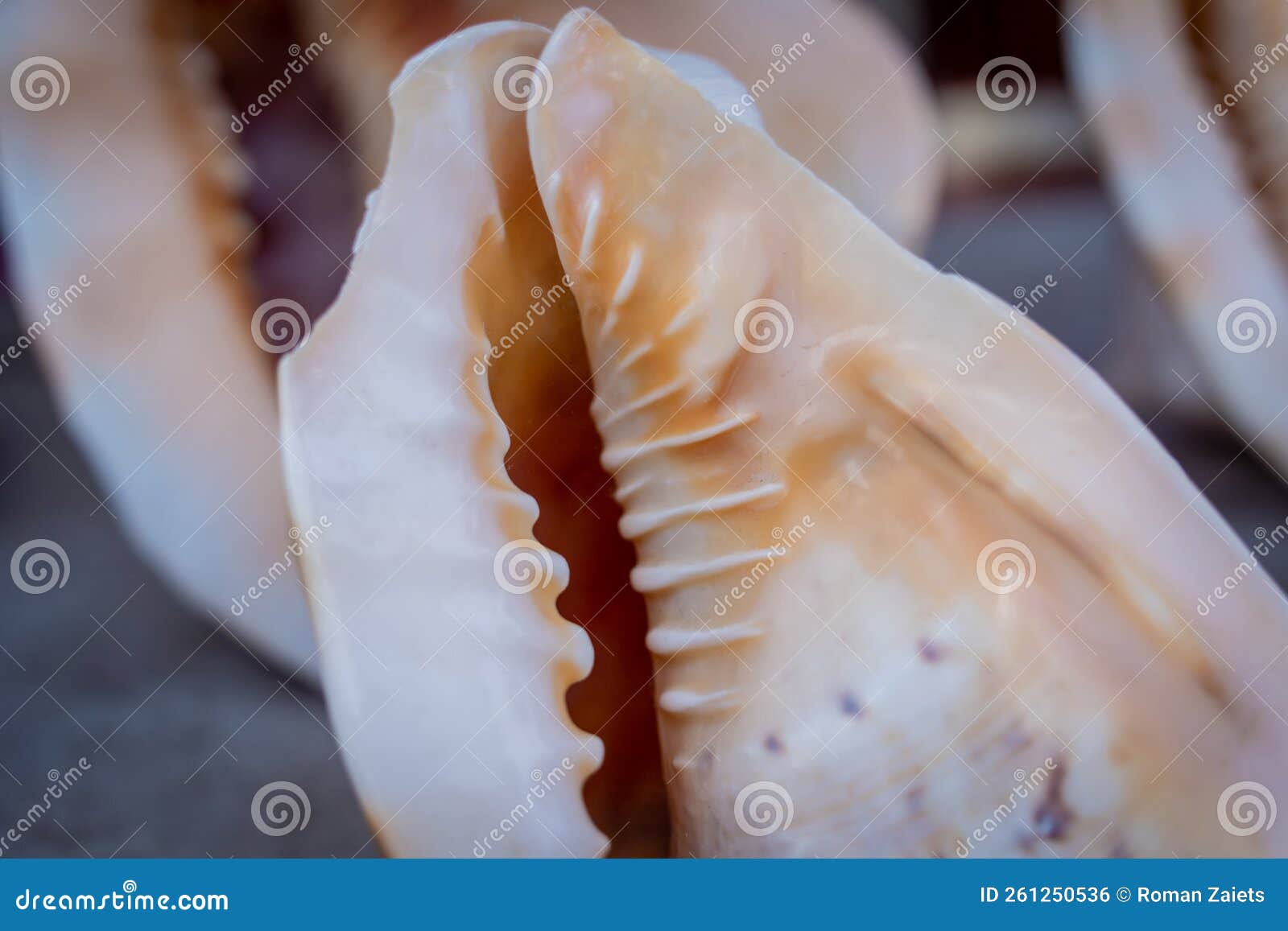 Wall Decorated with Scallop Shells in a Row. Stock Photo - Image of ...