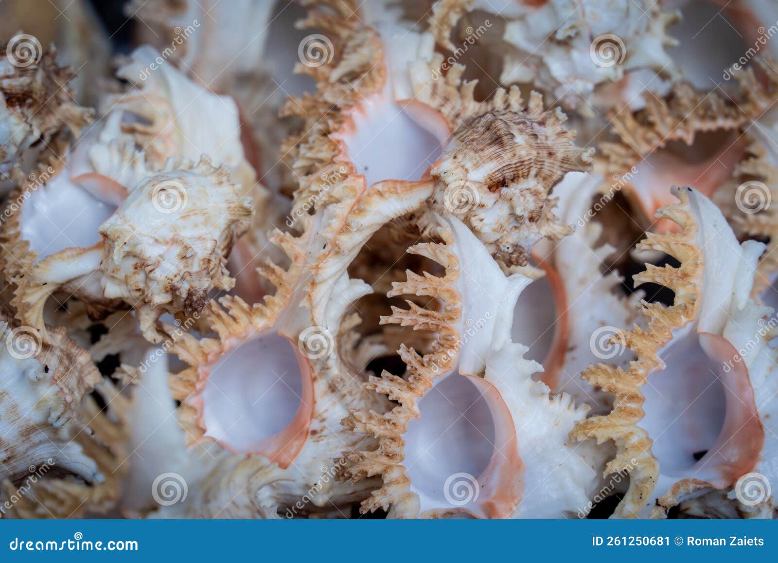 Wall Decorated with Scallop Shells in a Row. Stock Image - Image of ...