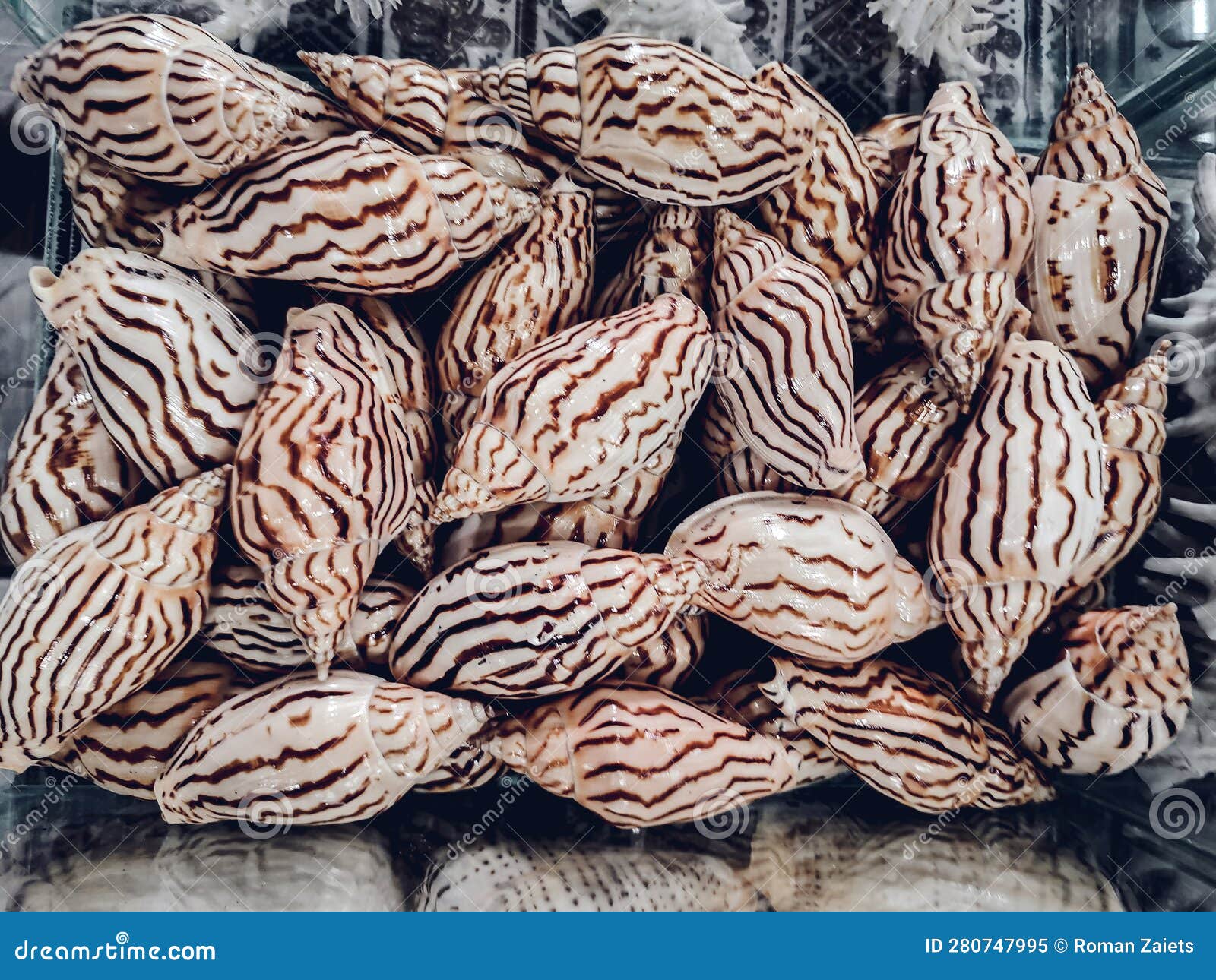 Wall Decorated with Scallop Shells in a Row. Stock Image - Image of ...