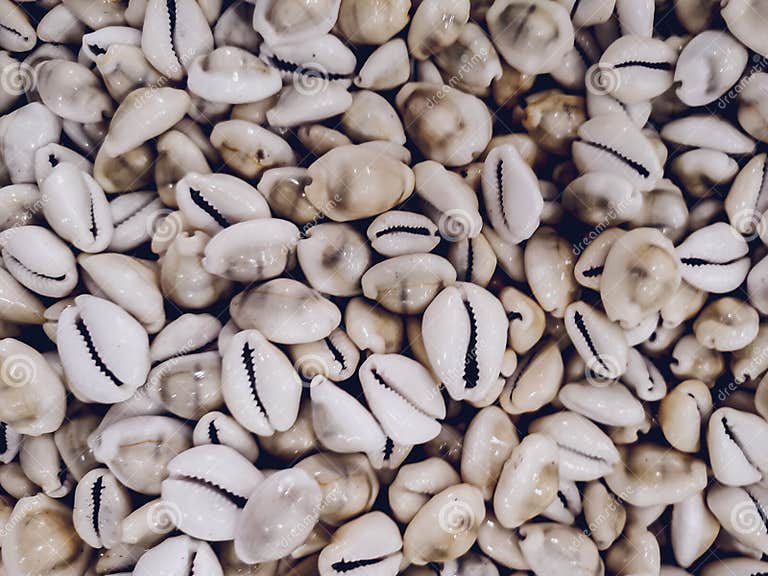 Wall Decorated with Scallop Shells in a Row. Stock Photo - Image of ...