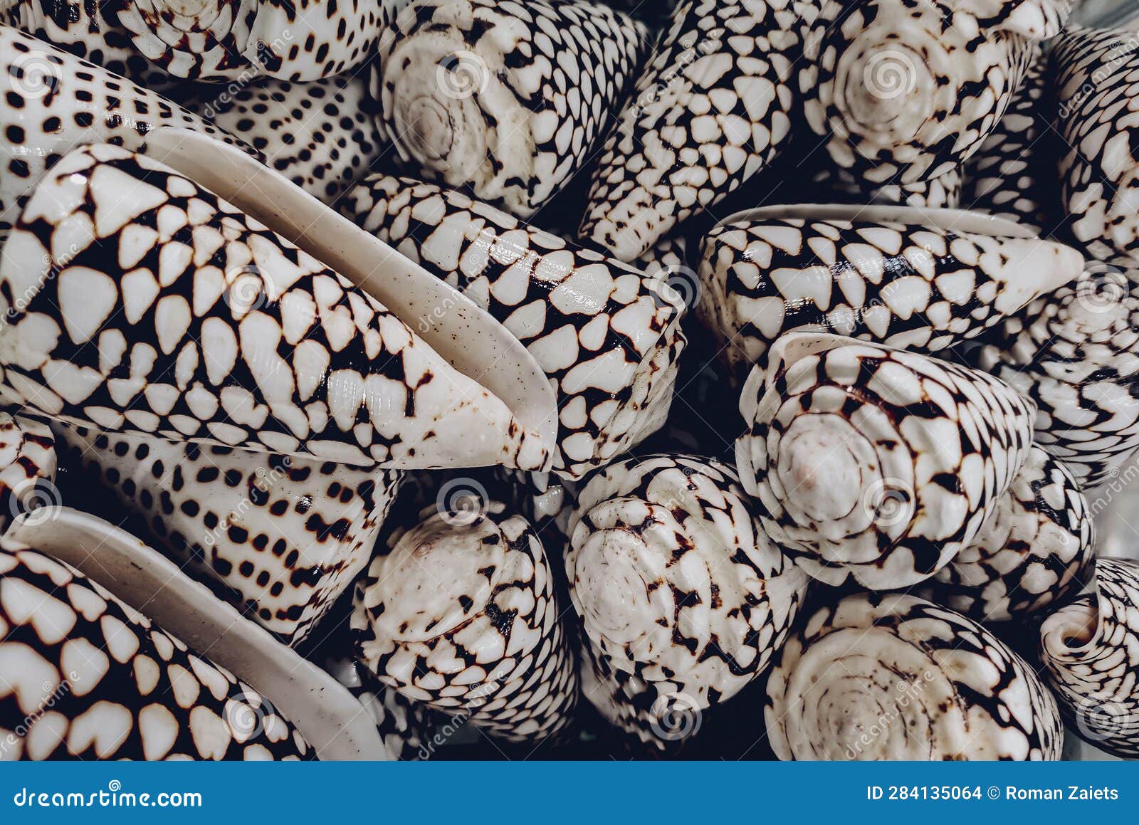 Wall Decorated with Scallop Shells in a Row. Stock Photo - Image of ...