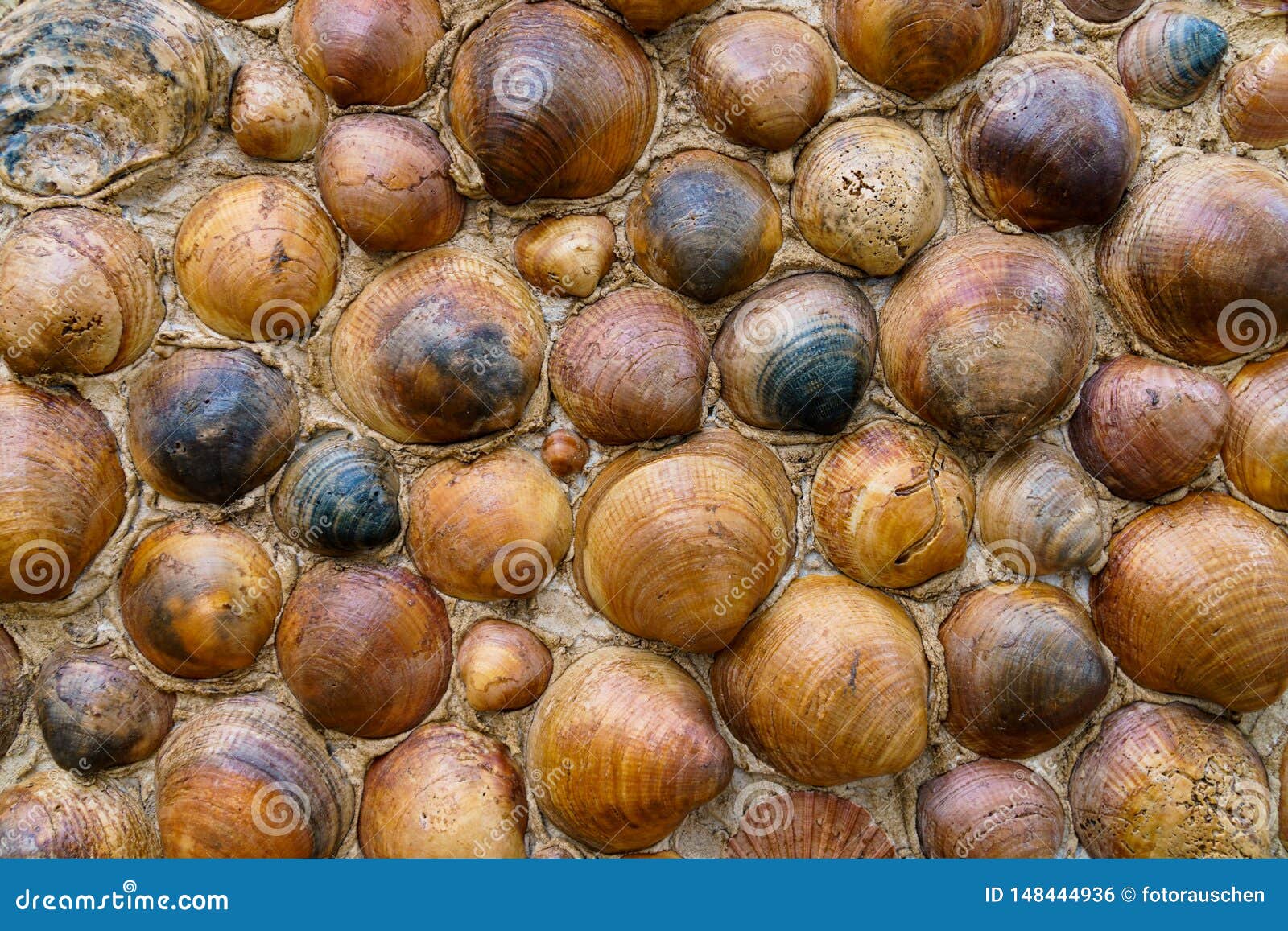 Wall Decorated with a Selection of Sea Shell Stock Photo - Image of ...