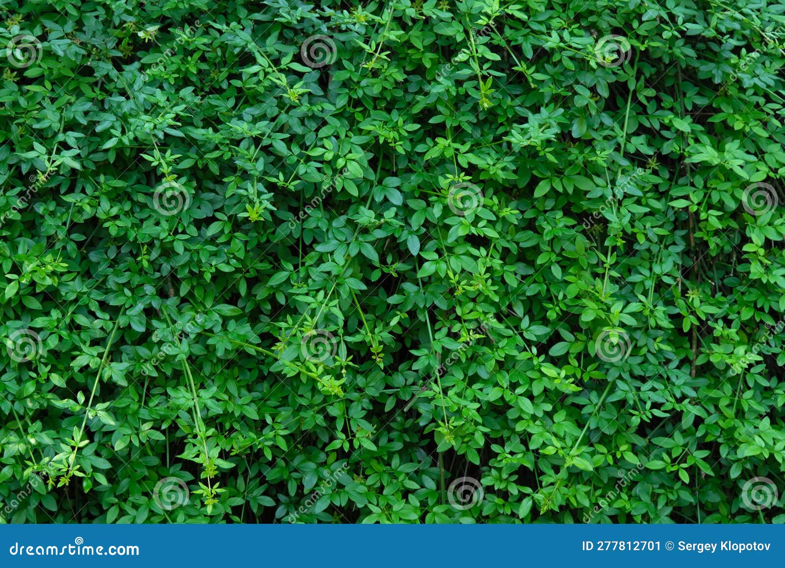 Wall of Decorative Green Shrubs Stock Image - Image of design, fence ...