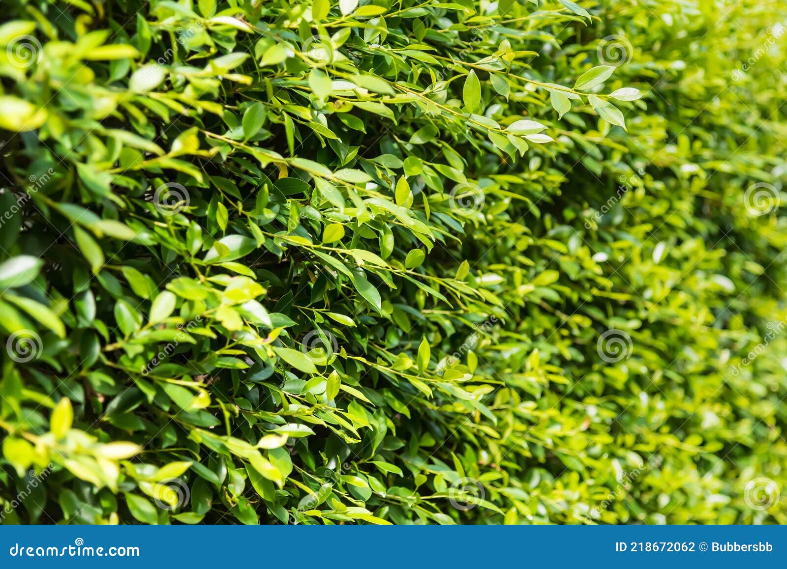 Wall of Decorative Plants of Separation in the Garden.Thailand Stock ...
