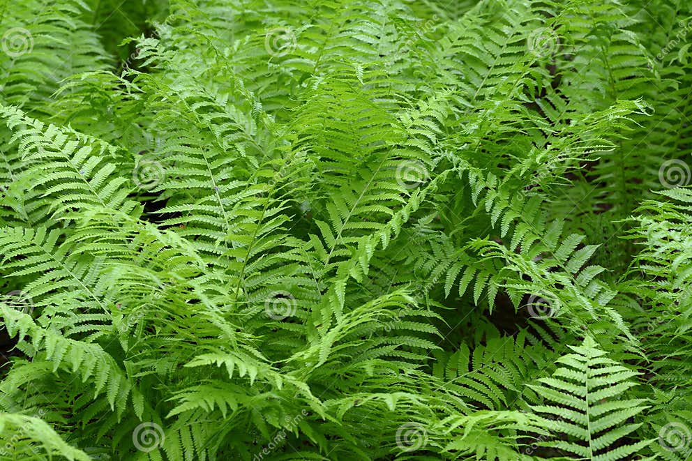 A Wall of Dense Thickets of Ferns in the Forest in Summer Stock Photo ...