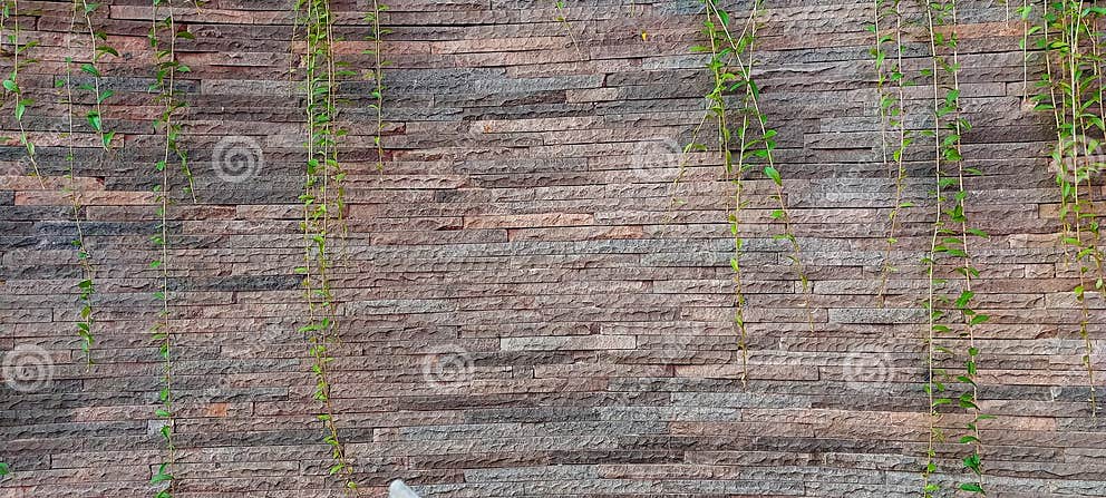 Thanks Giving Texture Andesite Stone Walls and Vines Stock Image ...