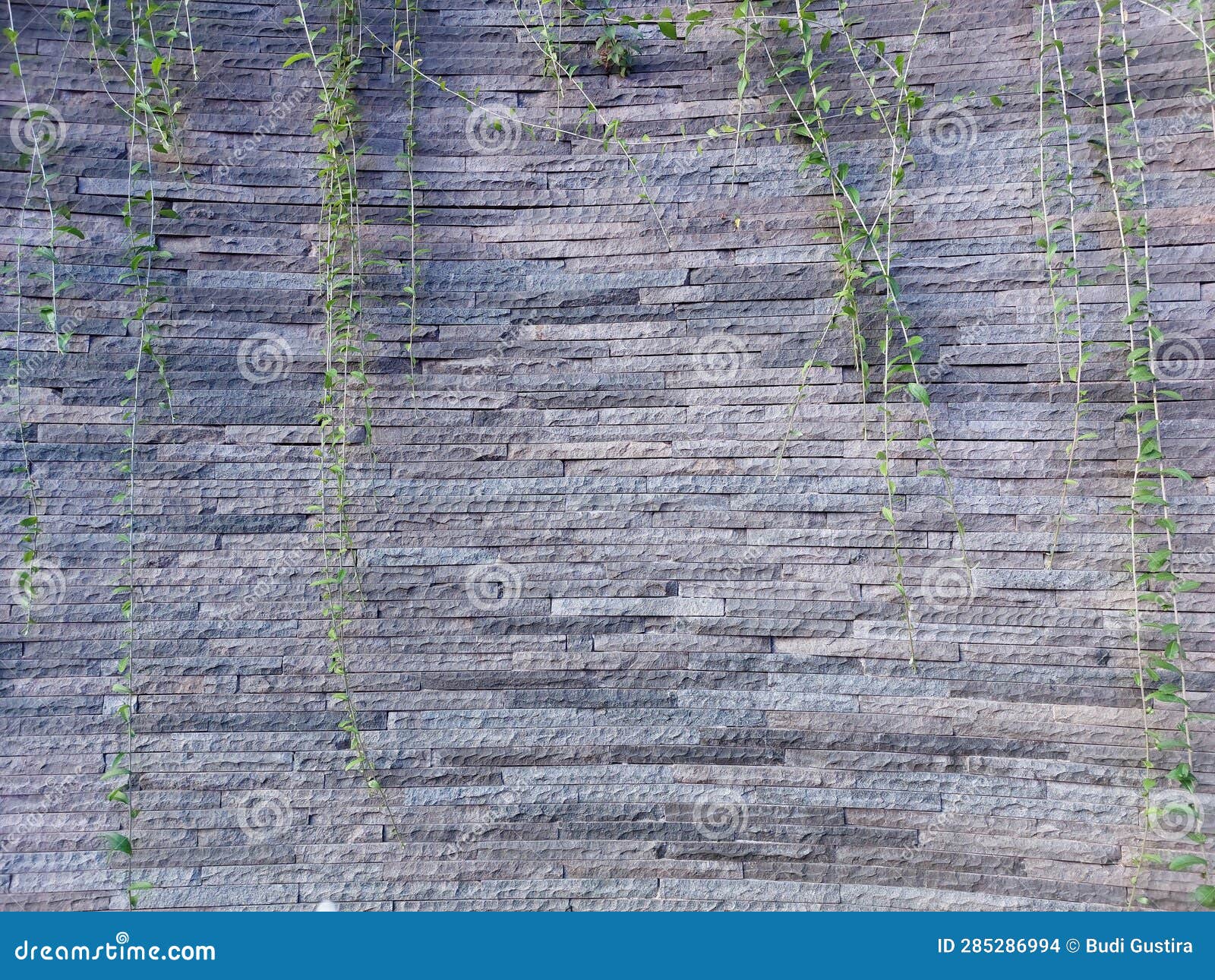 Thanks Giving Texture Andesite Stone Walls and Vines Stock Photo ...