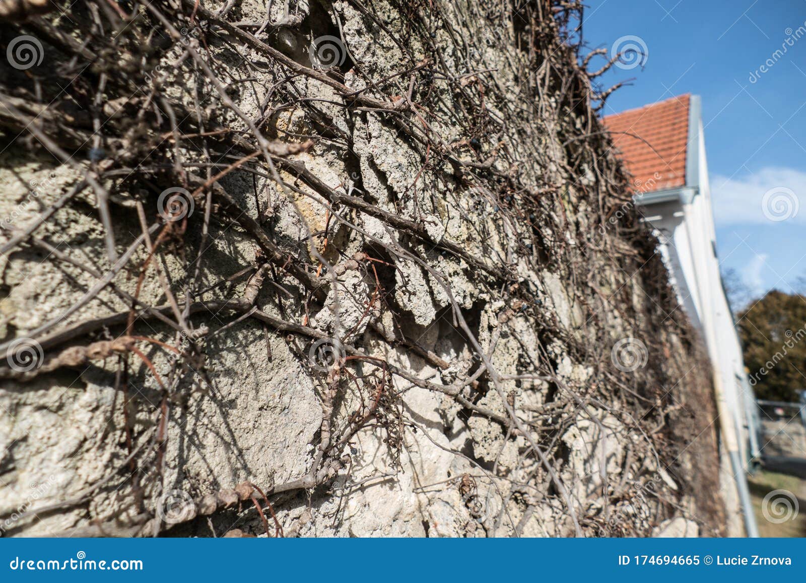 Wall Destroyed by a Plant Roots Stock Image - Image of pieces, scene ...