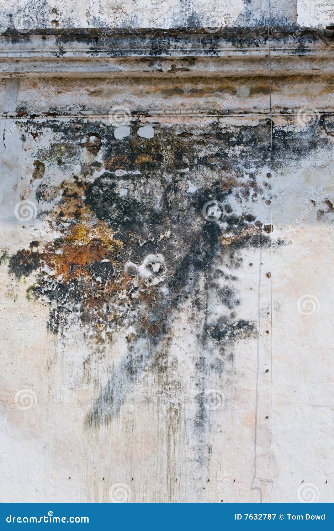 Detail Of Old Moldy Wall Royalty-Free Stock Photo | CartoonDealer.com ...