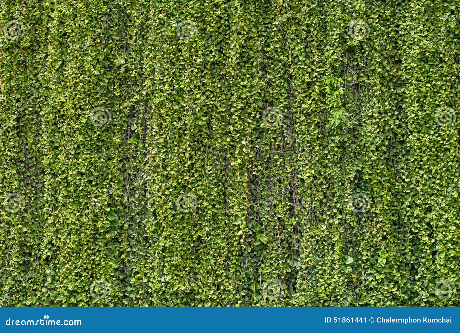 A Leaf Of Devils Ivy A Specie Of Epipremnum Aureum Plant Stock Photo ...