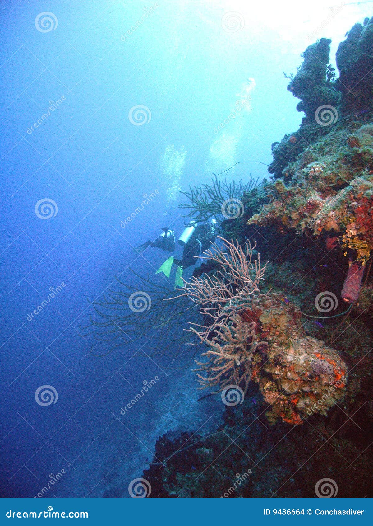 Wall dive stock photo. Image of bahamas, carribean, scubadiving - 9436664