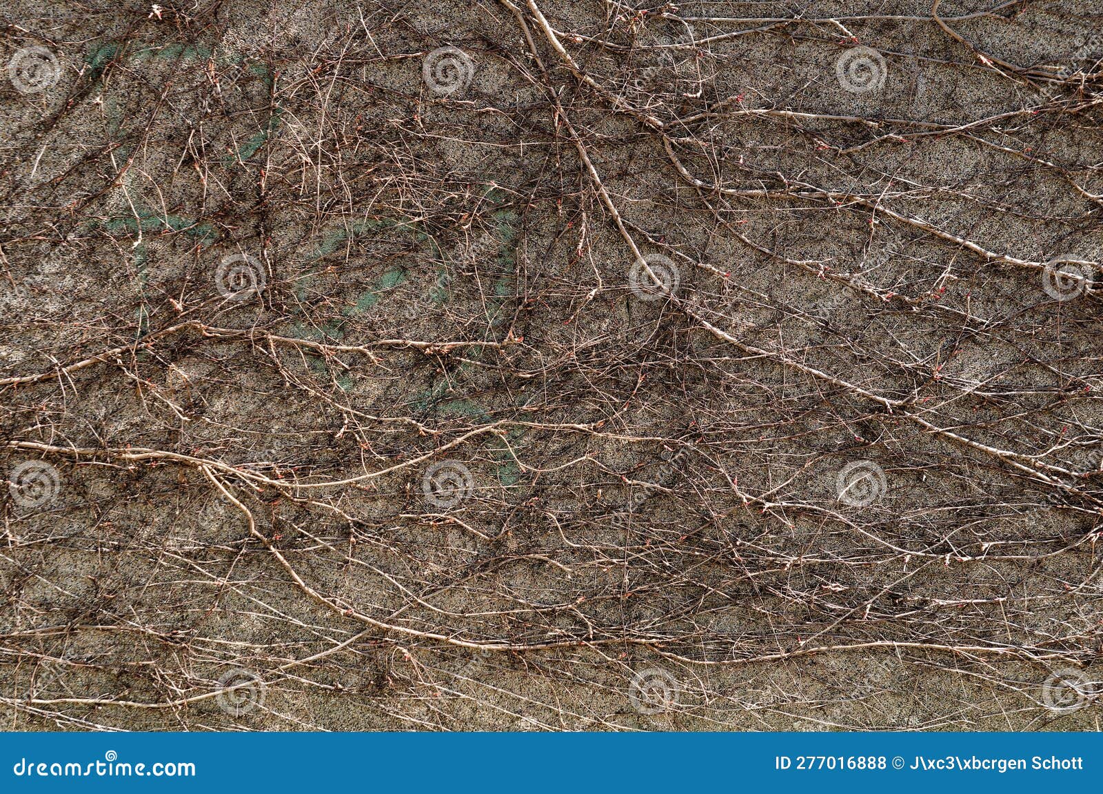 Wall with Dry Plant Tendrils Stock Photo - Image of natural, flooring ...