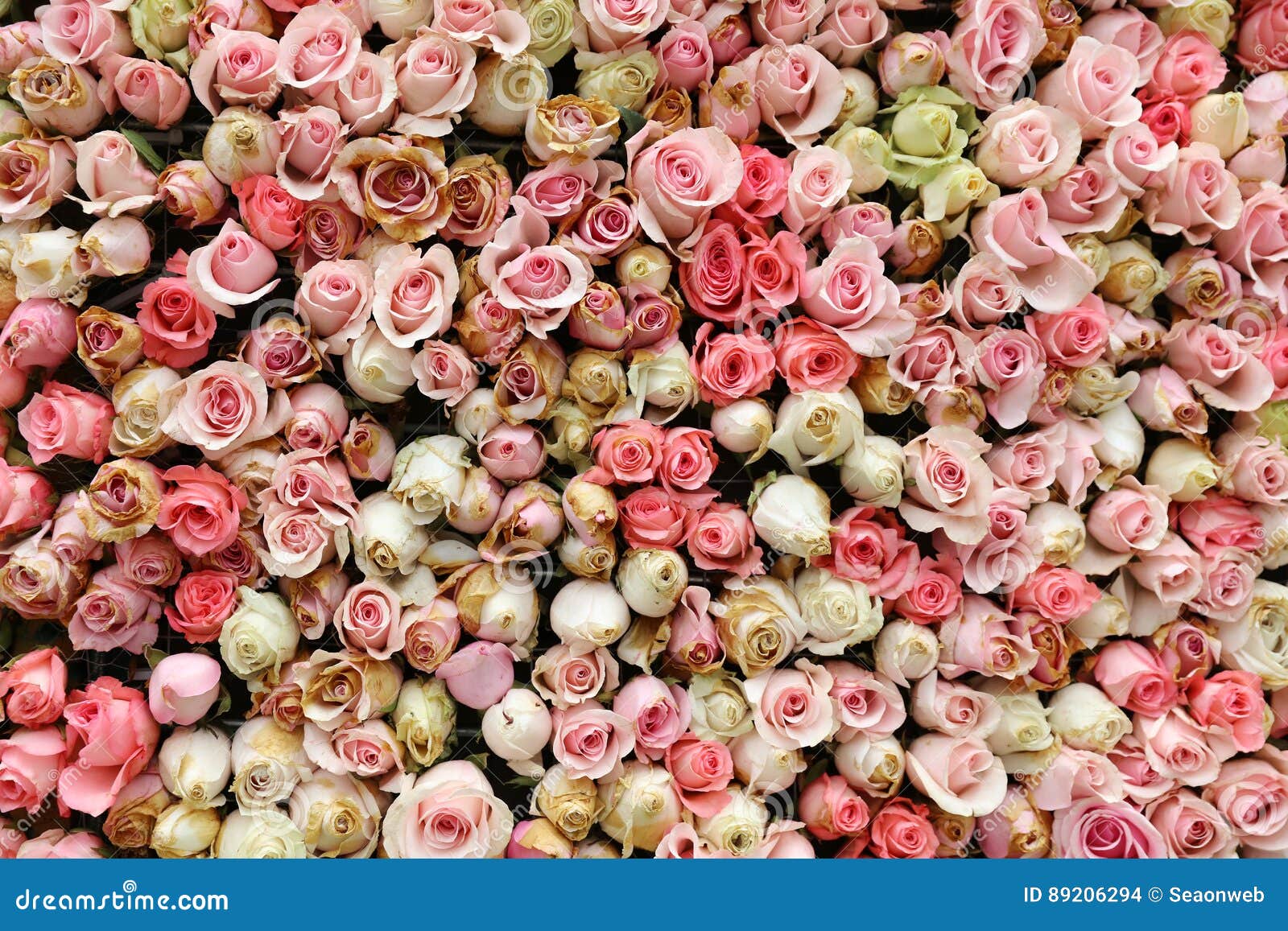 The Wall Flower with Rose Pattern Stock Photo - Image of invitation ...