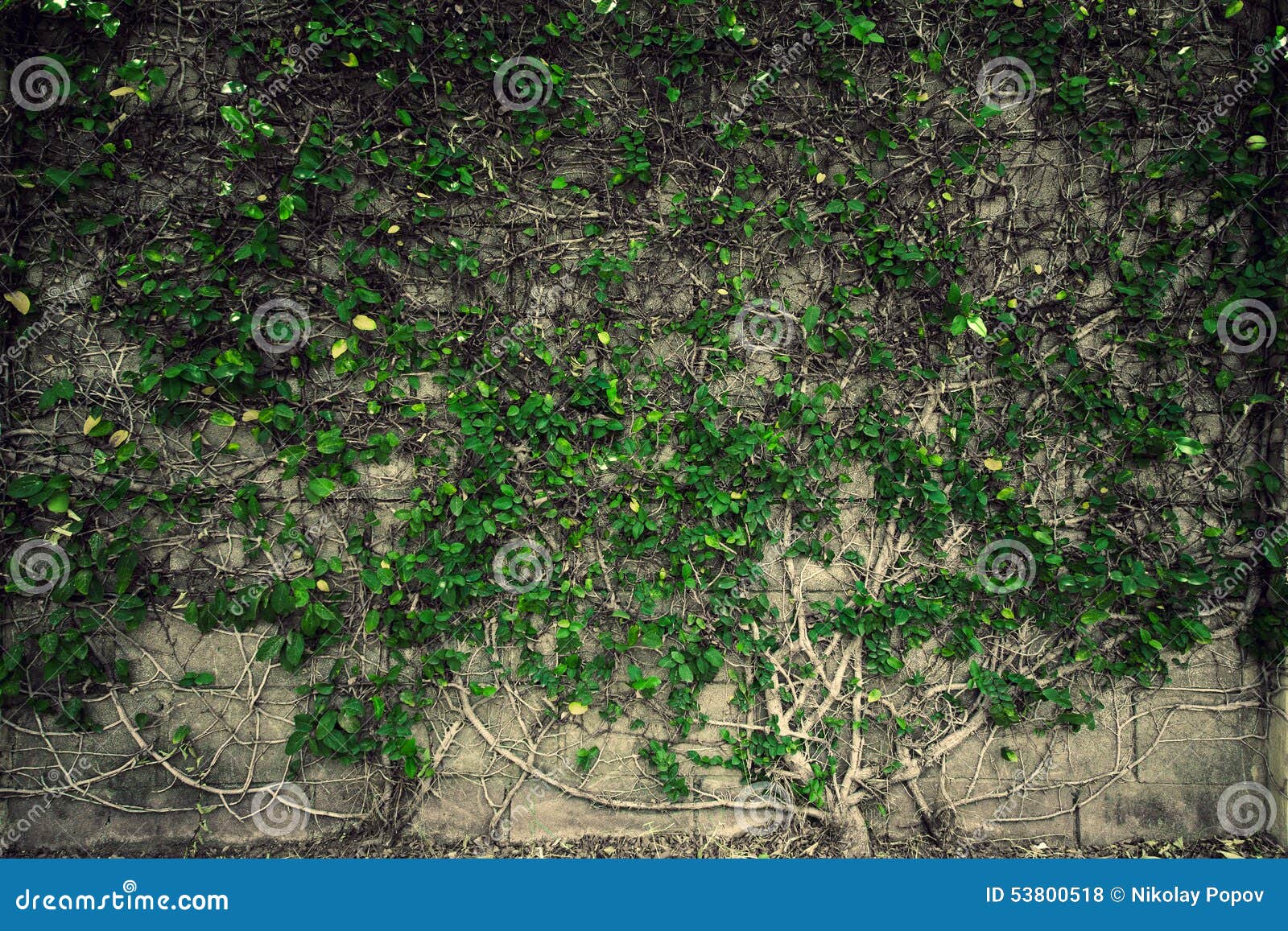 Wall foliage. stock photo. Image of lush, ornamental - 53800518