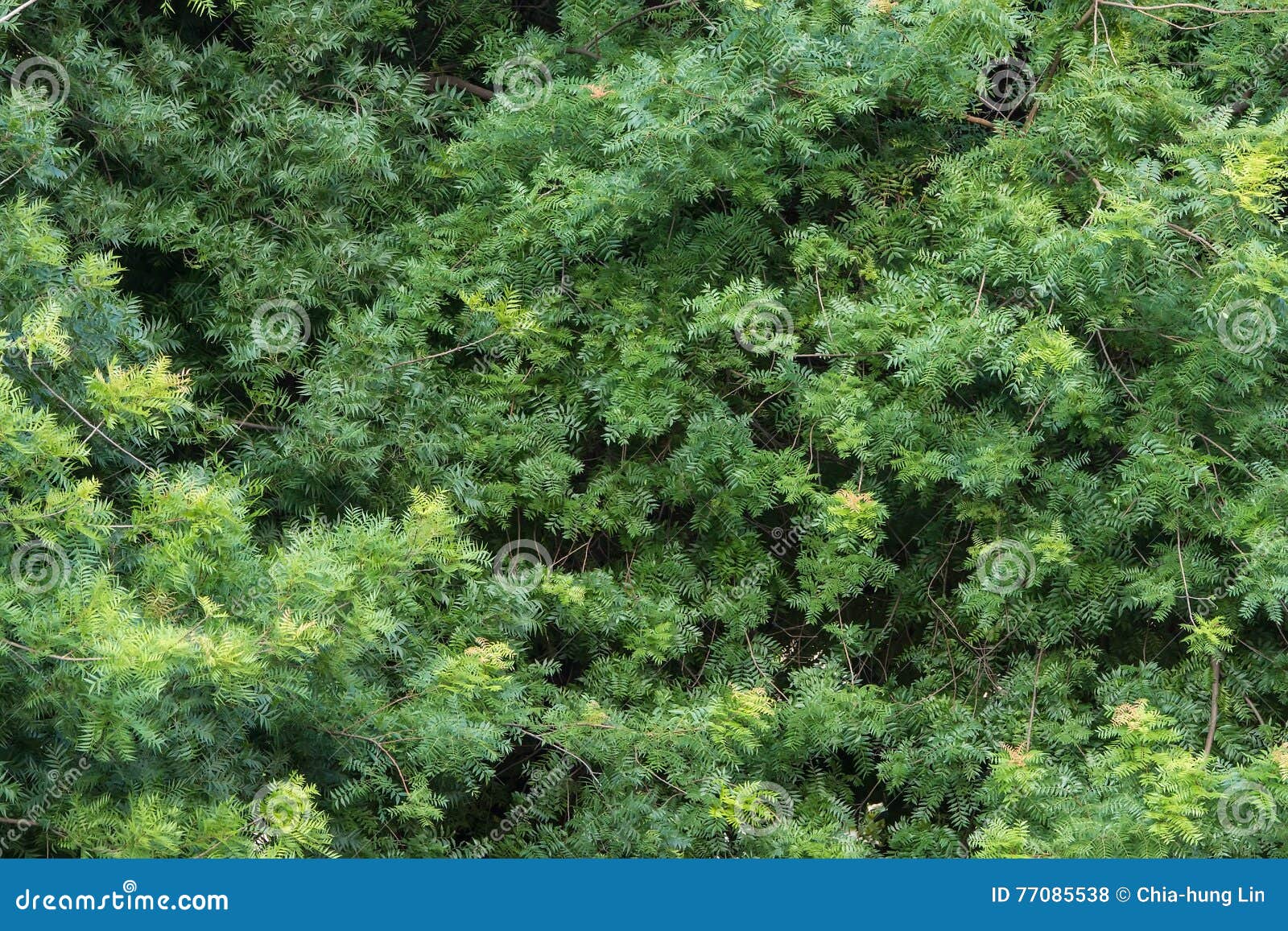 27,367 Chinese Tree Leaves Stock Photos - Free & Royalty-Free Stock ...