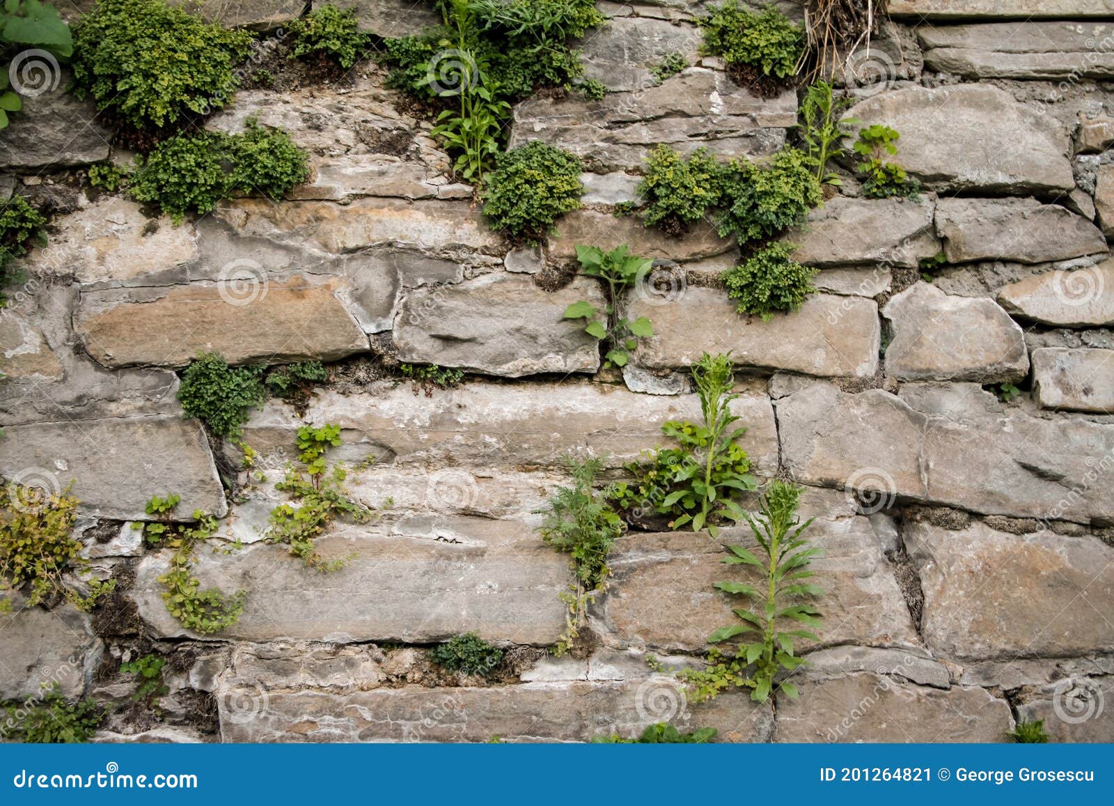 A Wall Full of Greenery on the Outskirts of the City Stock Image ...