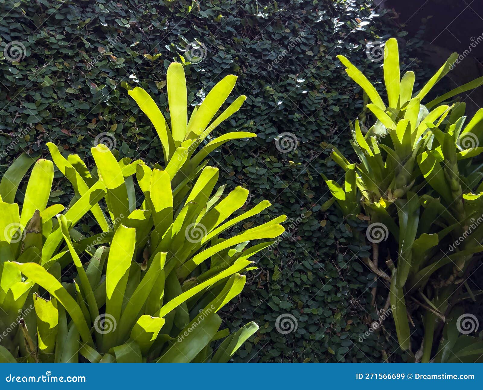 A wall is full of plants. stock image. Image of grass - 271566699