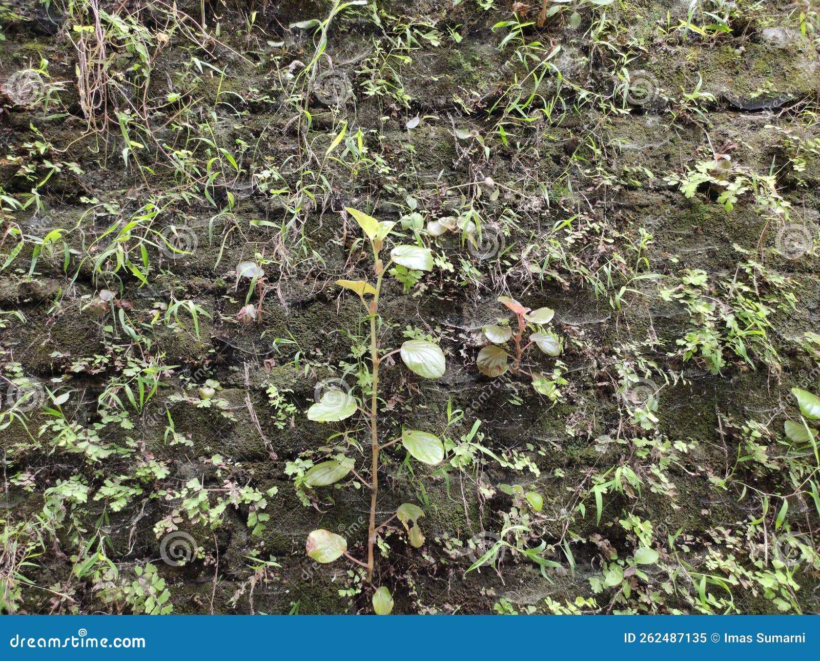 Wall full of weeds stock image. Image of leaves, nature - 262487135