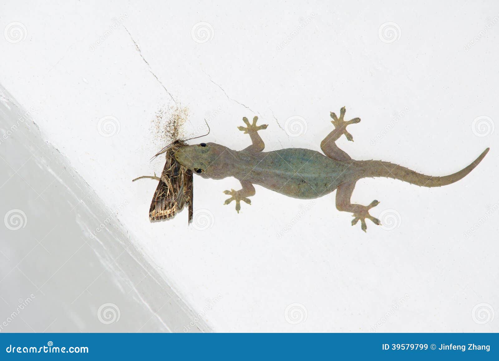 Wall gecko stock image. Image of hunting, predation, wildlife - 39579799