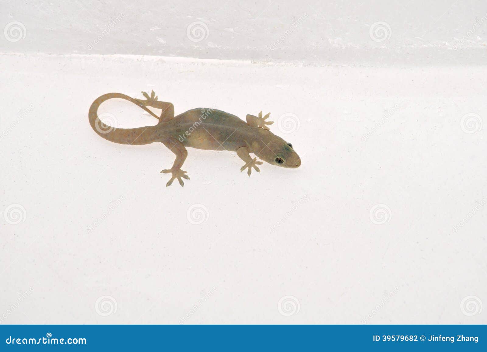 Wall gecko stock photo. Image of life, lizard, closeup - 39579682