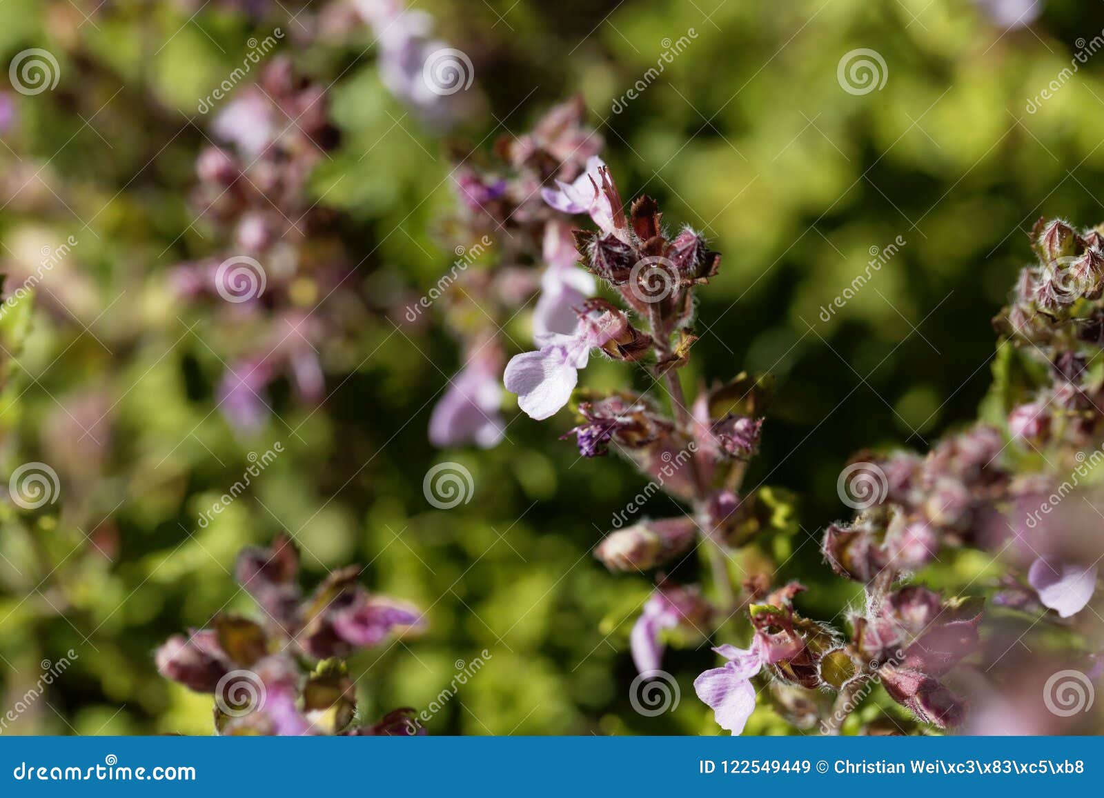 Wall Germander Hedge