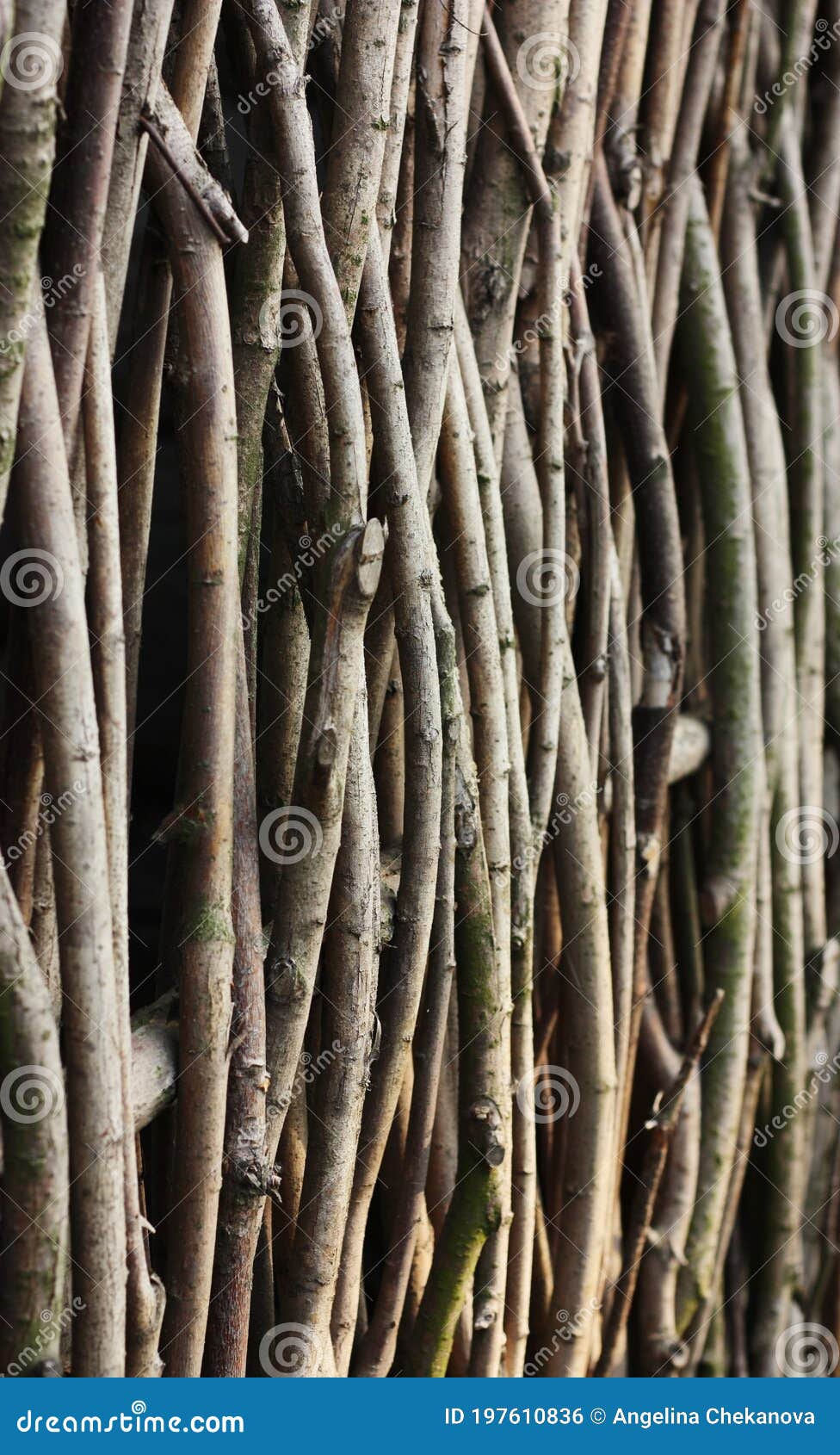A Wall of Gray Tree Branches View Stock Photo - Image of view, village ...