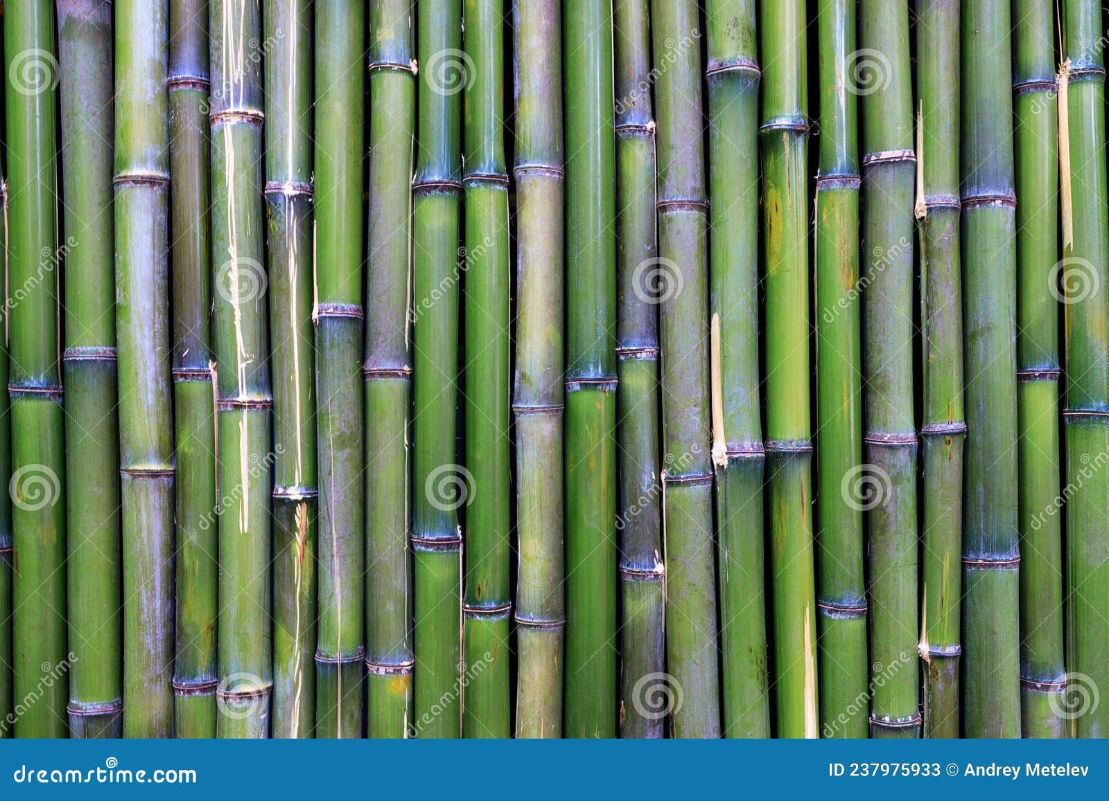 Wall of Green Bamboo Trunks Stock Image - Image of nature, chinese ...