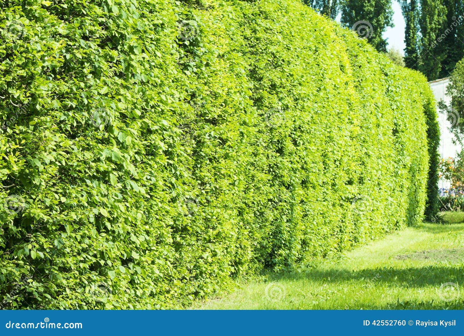 Wall of green bushes stock photo. Image of blue, life - 42552760