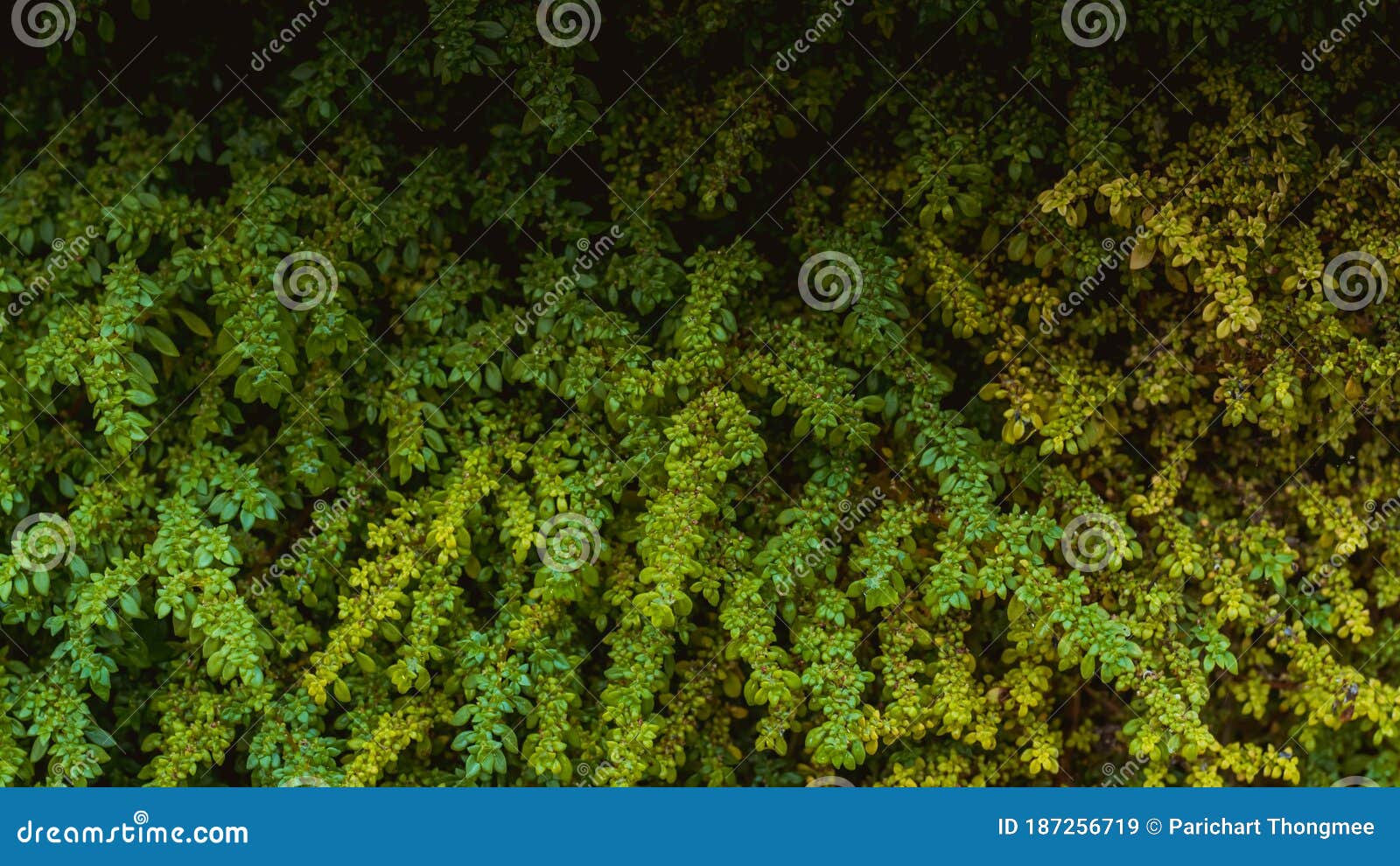 Wall with Green Ivy Leaves. Abstract Nature Background Idea Image Stock ...