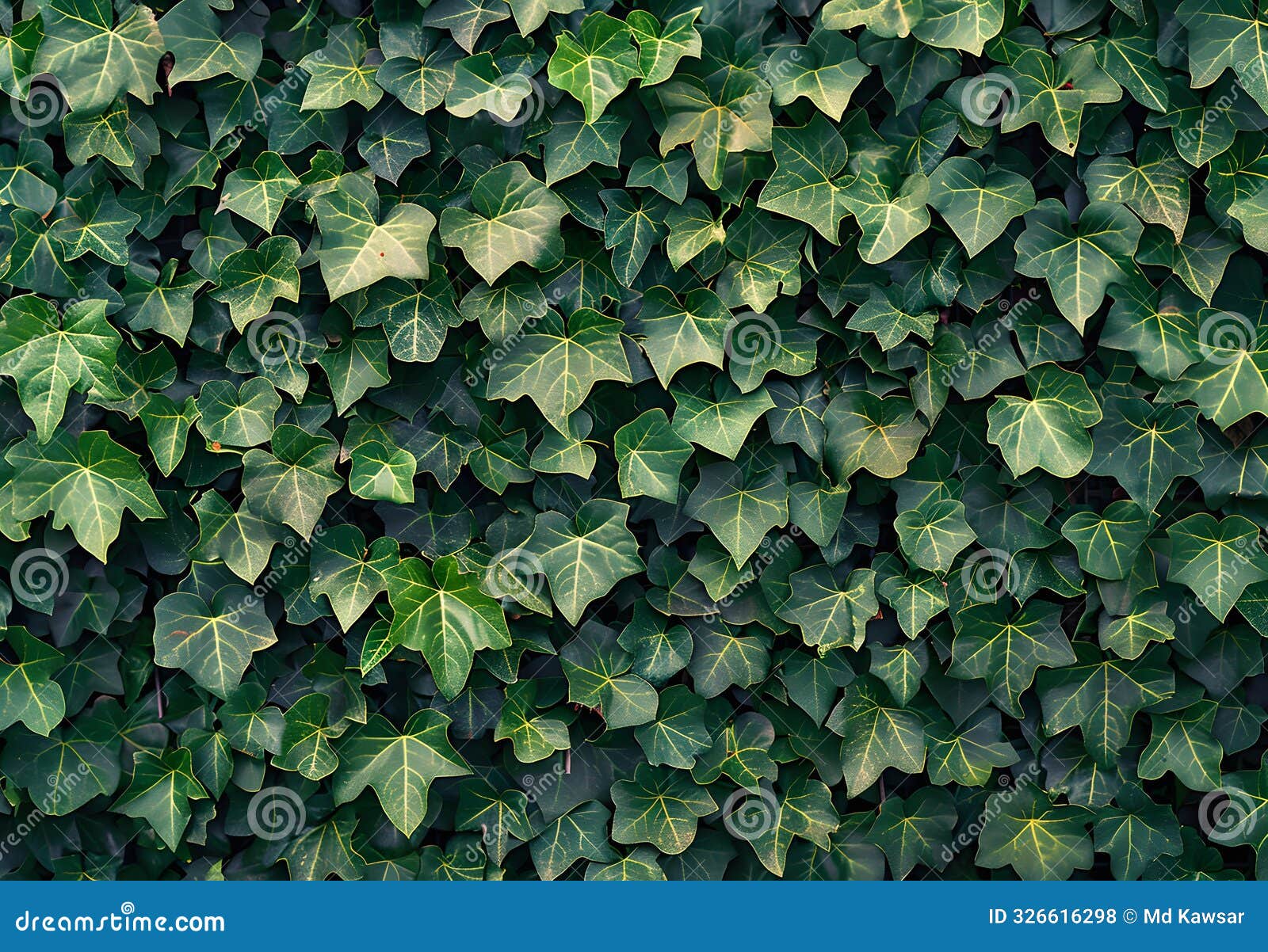 Green Ivy Leaves Wall Texture Background Stock Illustration ...