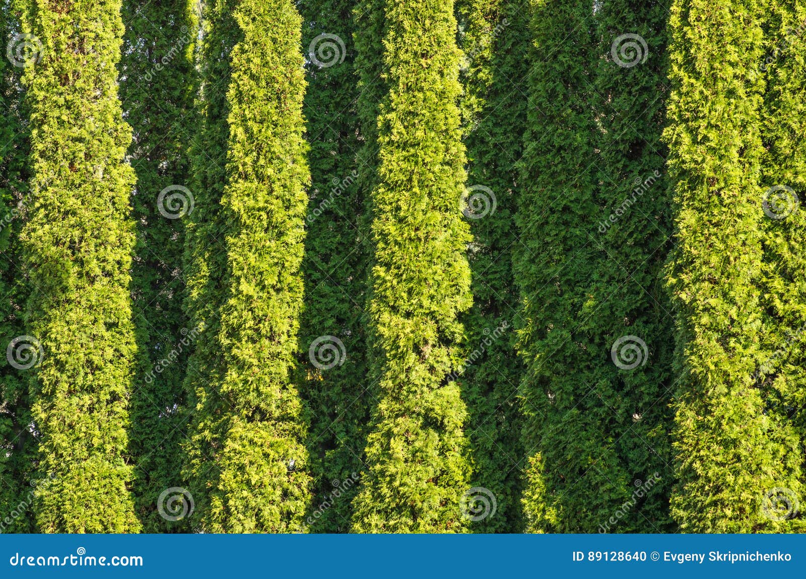 Wall from the Greenery Background Stock Photo - Image of greenery ...
