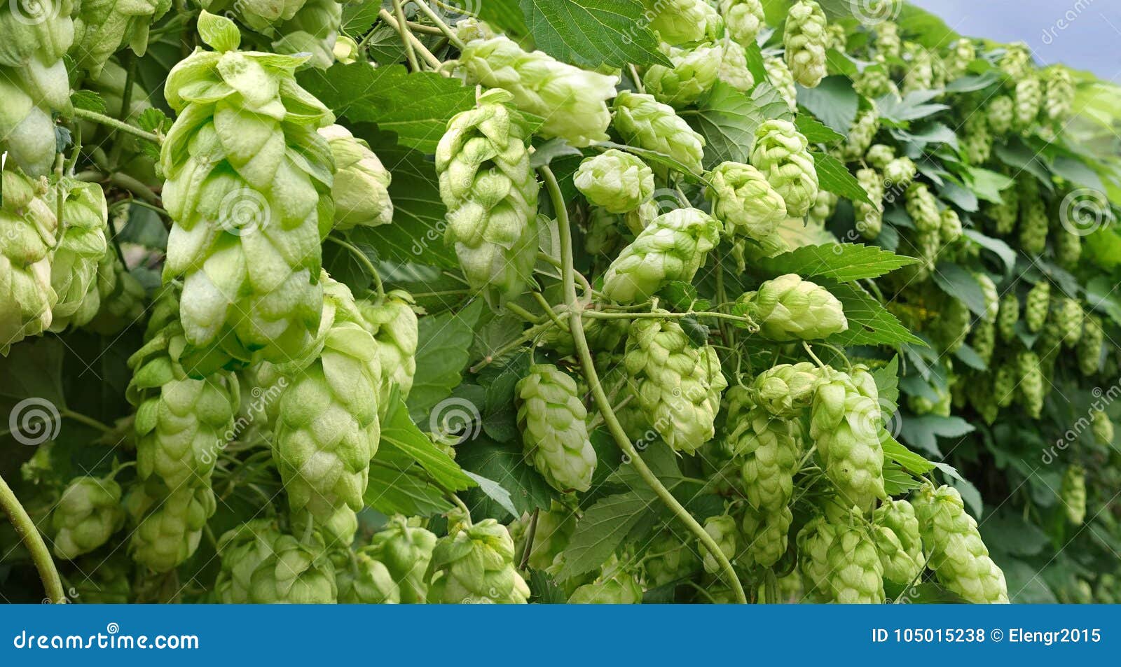 Wall of Growing Hops with Cones Stock Photo - Image of cone, brewing ...