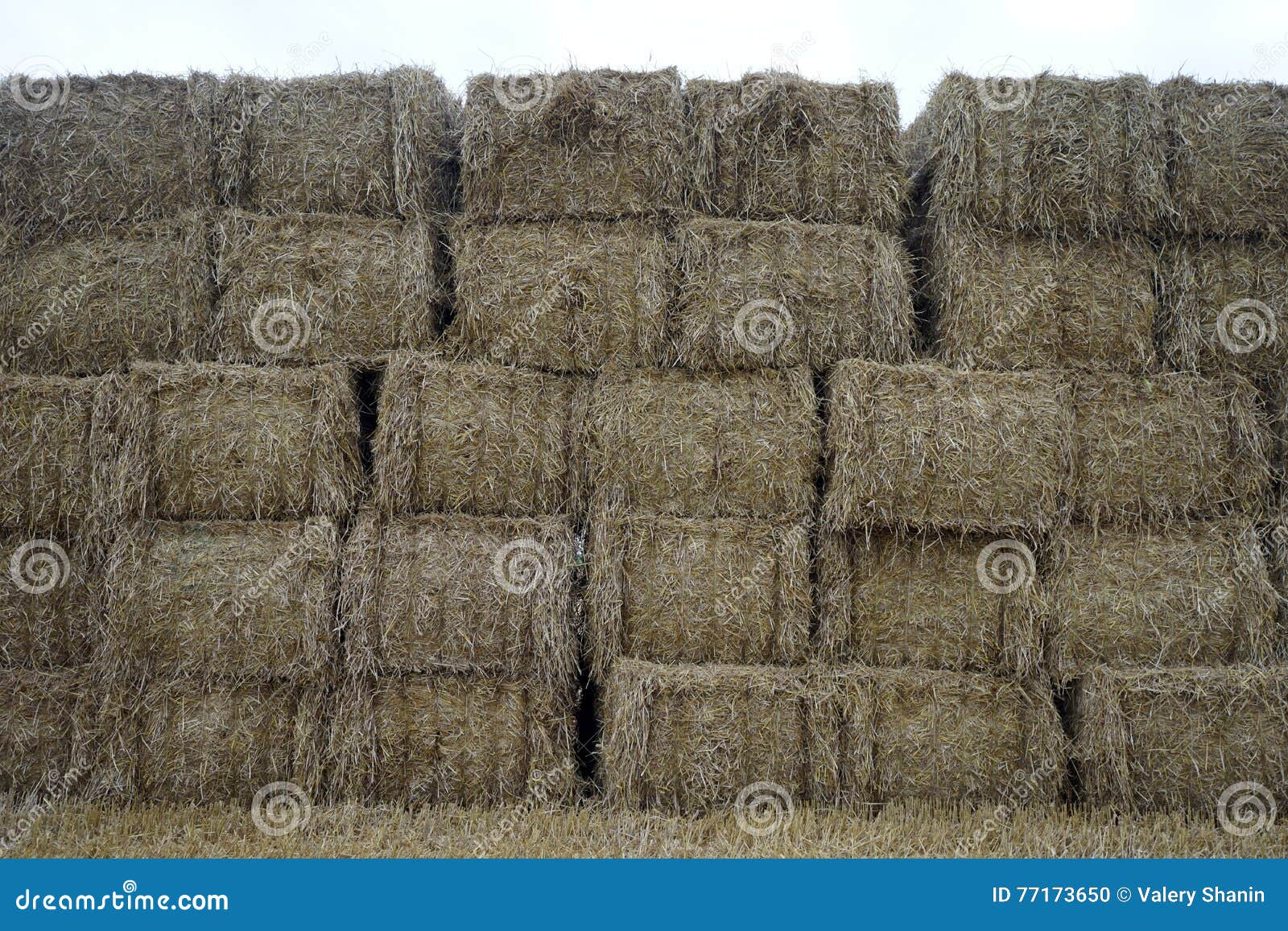 Wall of hay stock photo. Image of briquette, field, grass - 77173650