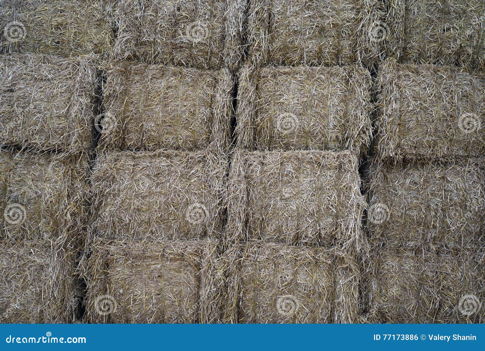 Wall of hay stock photo. Image of bale, agricultural - 77173886